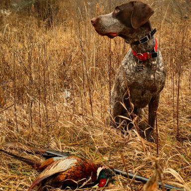 German Shorthaired Pointer Pheasant Hunting